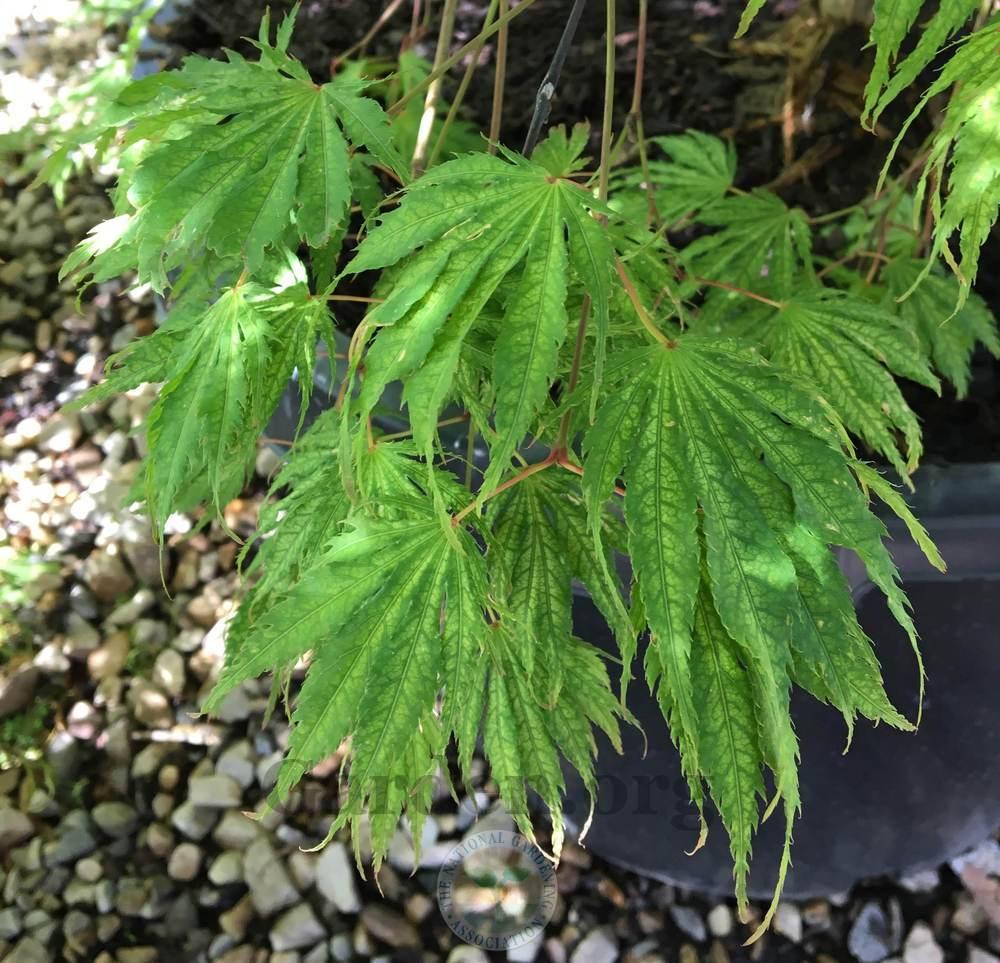 Japanese Maple (Acer palmatum 'Tiger Rose') - Garden.org