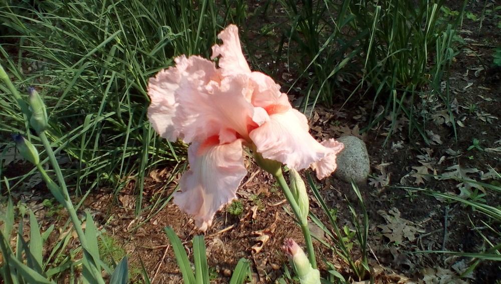 Best truly pink TB? in We're Celebrating Irises This Week! - Garden.org