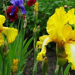 Tall Bearded Iris (Iris 'Radiant Apogee') in the Irises Database ...