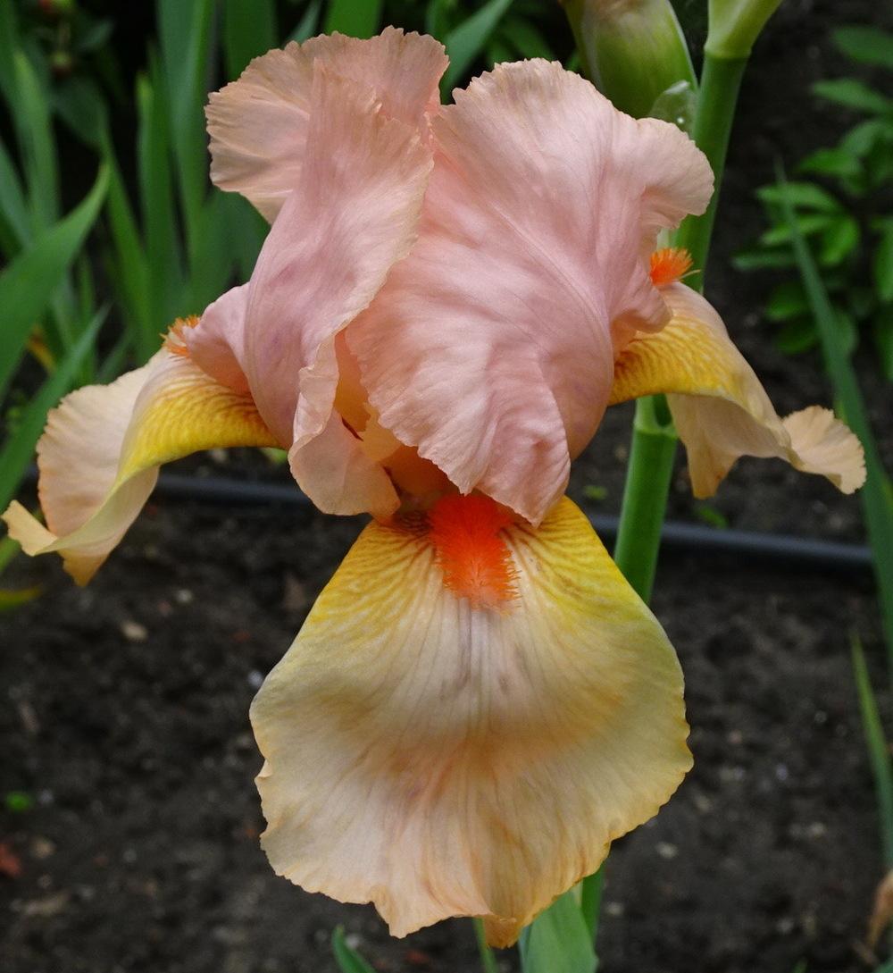 Tall Bearded Iris (Iris 'Pink Chimes') in the Irises Database - Garden.org