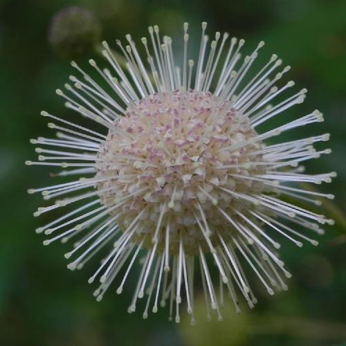 Glossy Adina (Adina rubella) - Garden.org