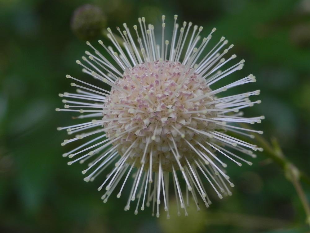 Glossy Adina (Adina rubella) - Garden.org