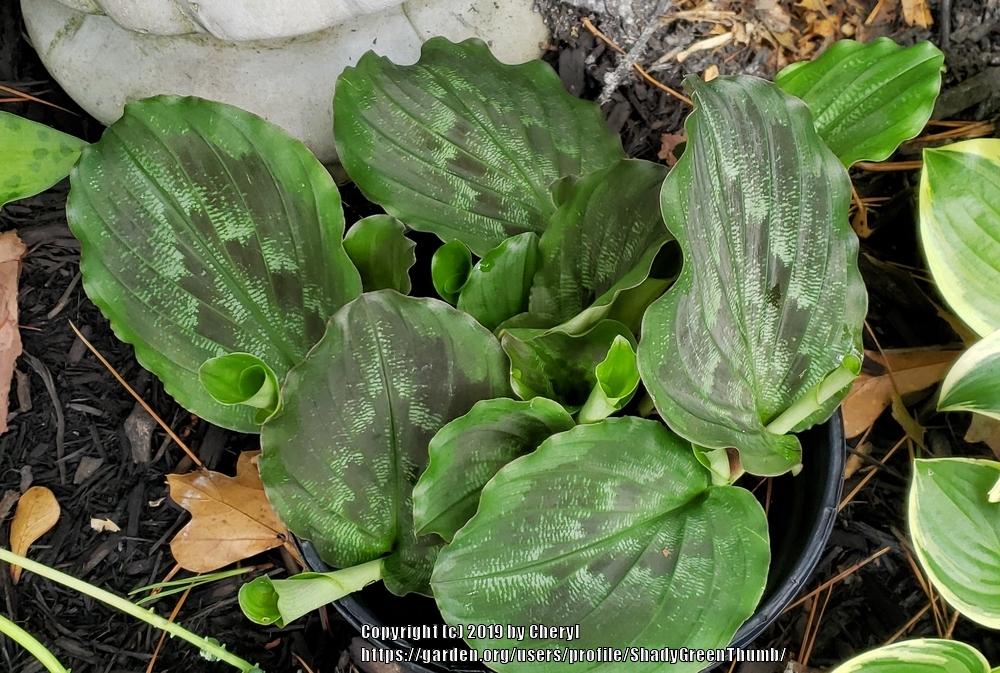 Peacock Ginger (Kaempferia pulchra 'Alva') - Garden.org
