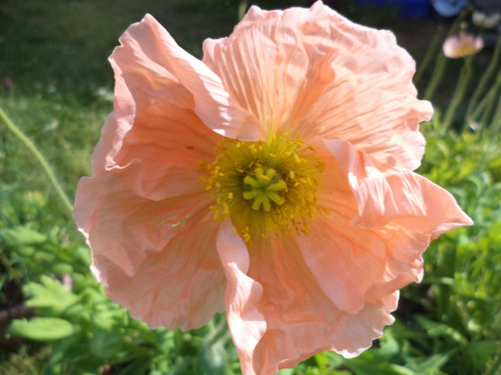 Iceland Poppy (Papaver nudicaule Colibri® Rosa Chiaro Pastello) in the ...