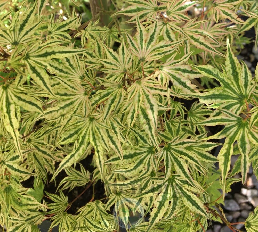 Japanese Maple (Acer palmatum 'Ikandi') - Garden.org