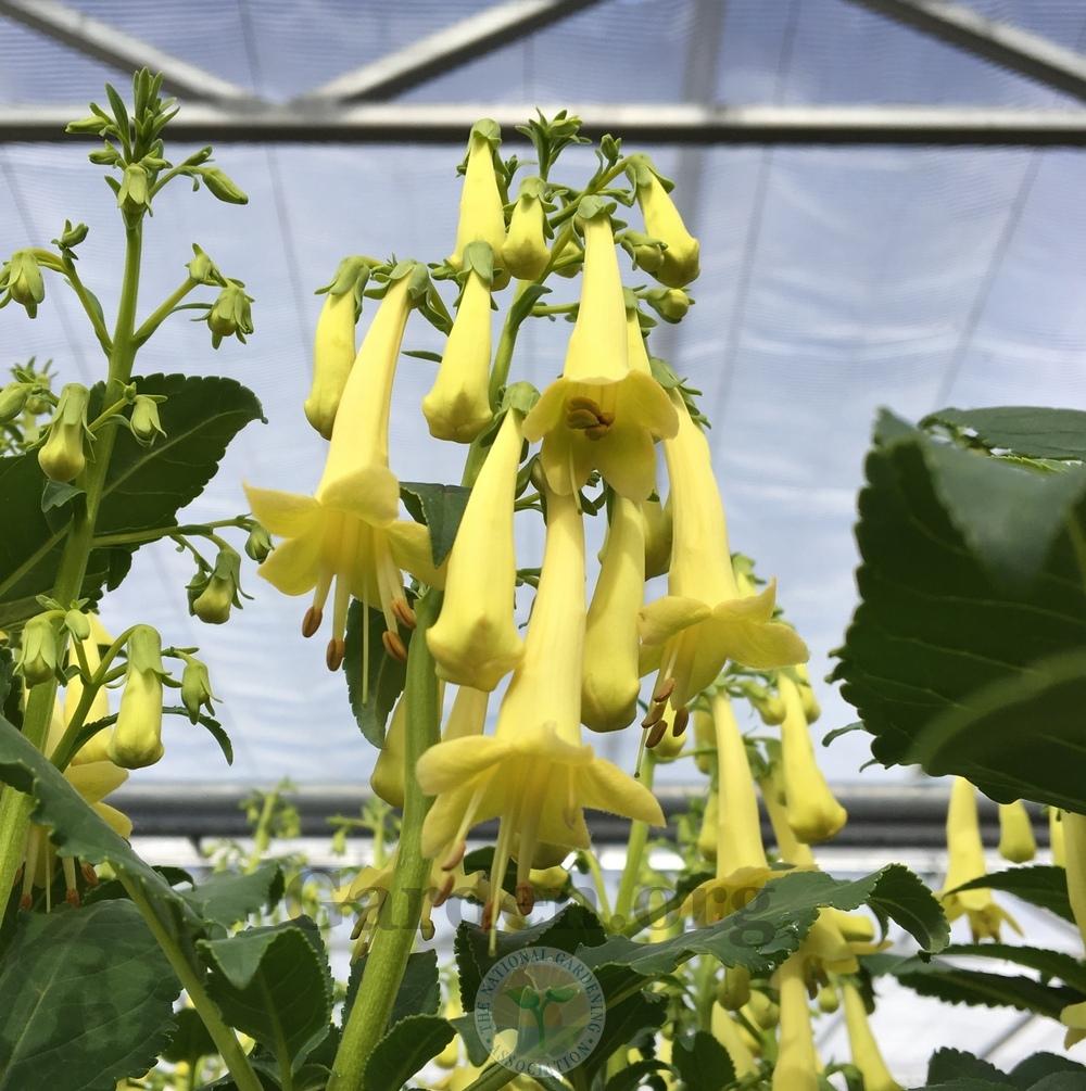 Cape Fuchsia (Phygelius Colorburst™ Yellow) - Garden.org