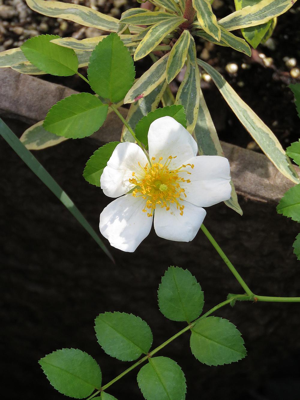 Rose (Rosa luciae 'Wichuraiana Thornless') in the Roses Database ...