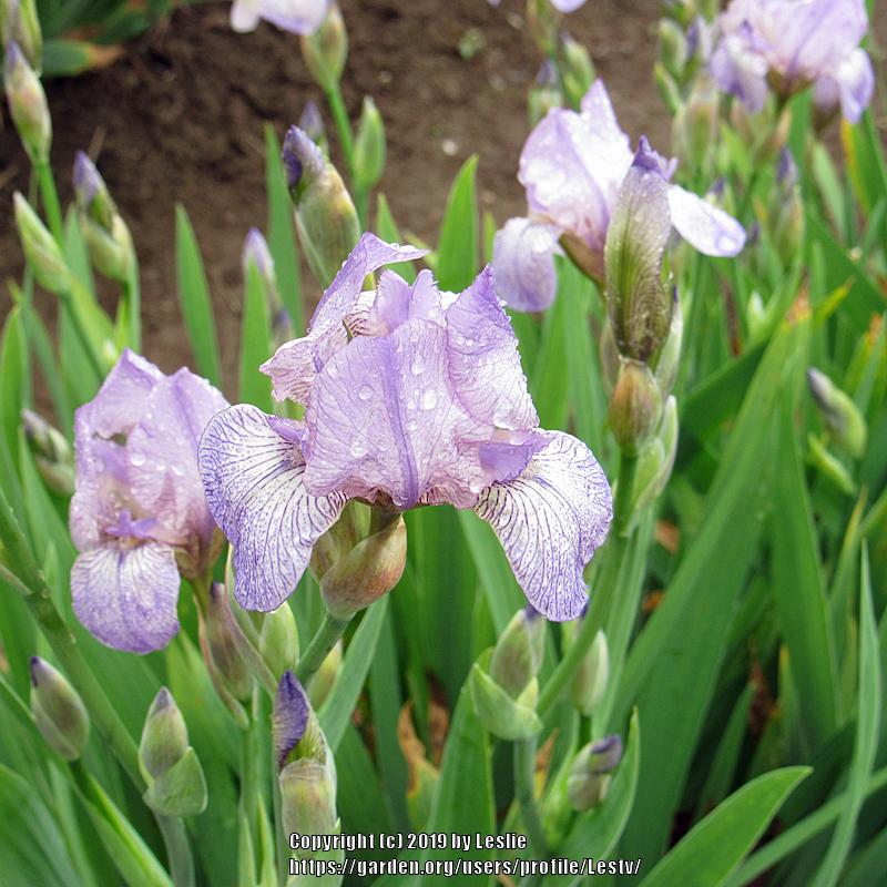 Miniature Tall Bearded Iris (Iris 'Connect the Dots') in the Irises ...