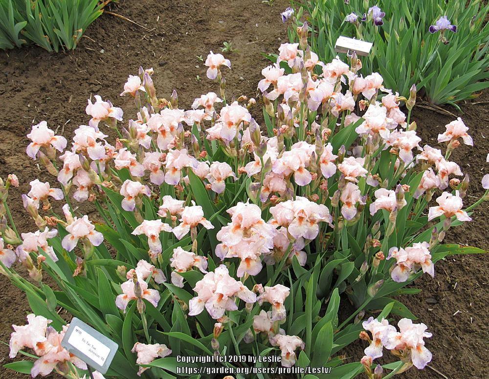 Early season at Mt. Pleasant Iris Farm in the Irises forum - Garden.org