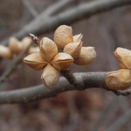 Japanese Orixa (Orixa japonica) - Garden.org