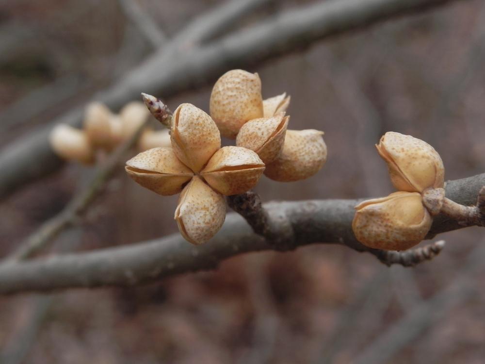 Japanese Orixa (Orixa japonica) - Garden.org