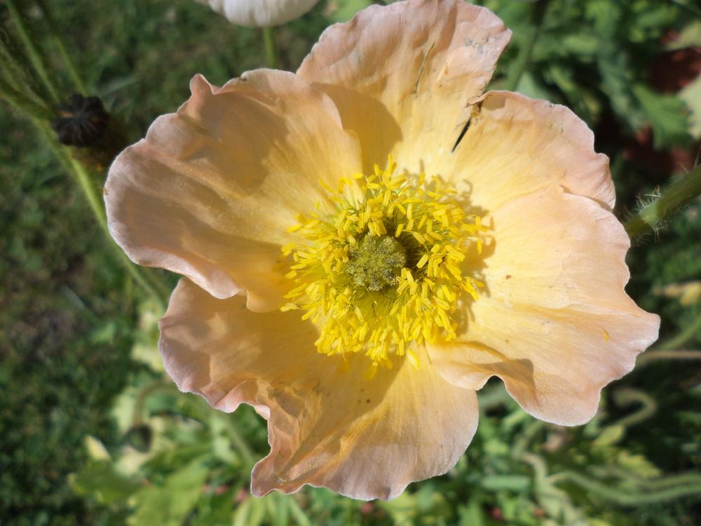 Photo of the bloom of Iceland Poppy (Papaver nudicaule Colibri® Rosa ...
