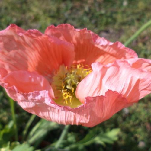 Iceland Poppy (Papaver nudicaule Colibri® Rosa Intenso Salmonato) in ...