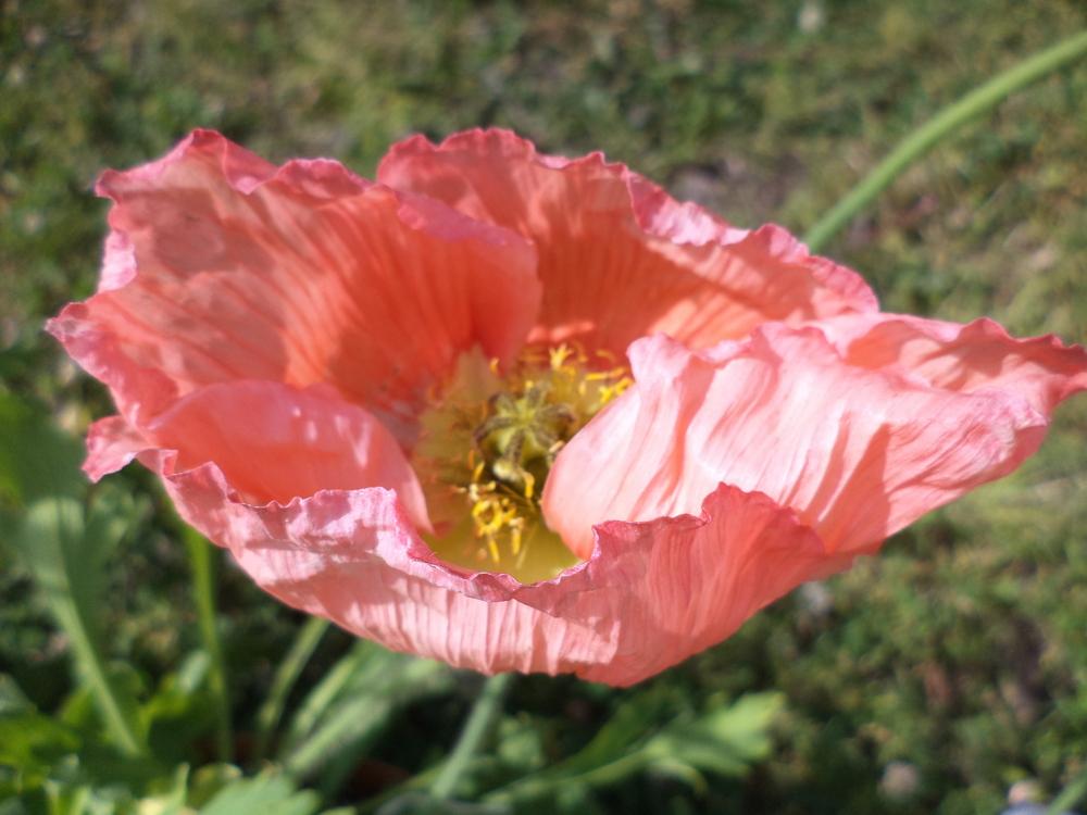 Iceland Poppy (Papaver nudicaule Colibri® Rosa Intenso Salmonato) in ...