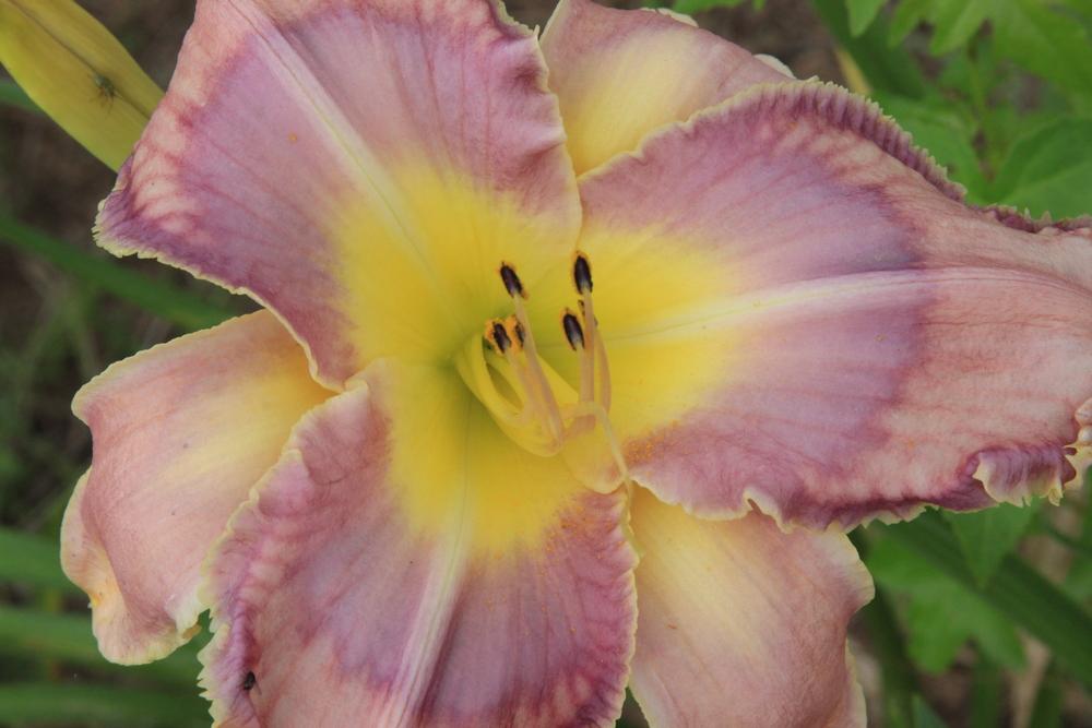 Daylily (Hemerocallis 'Fickle Lady') in the Daylilies Database - Garden.org