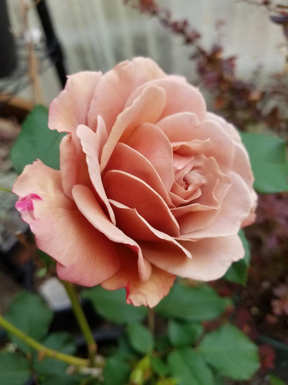 Photo of the bloom of Rose (Rosa 'Koko Loko') posted by Aazhie - Garden.org