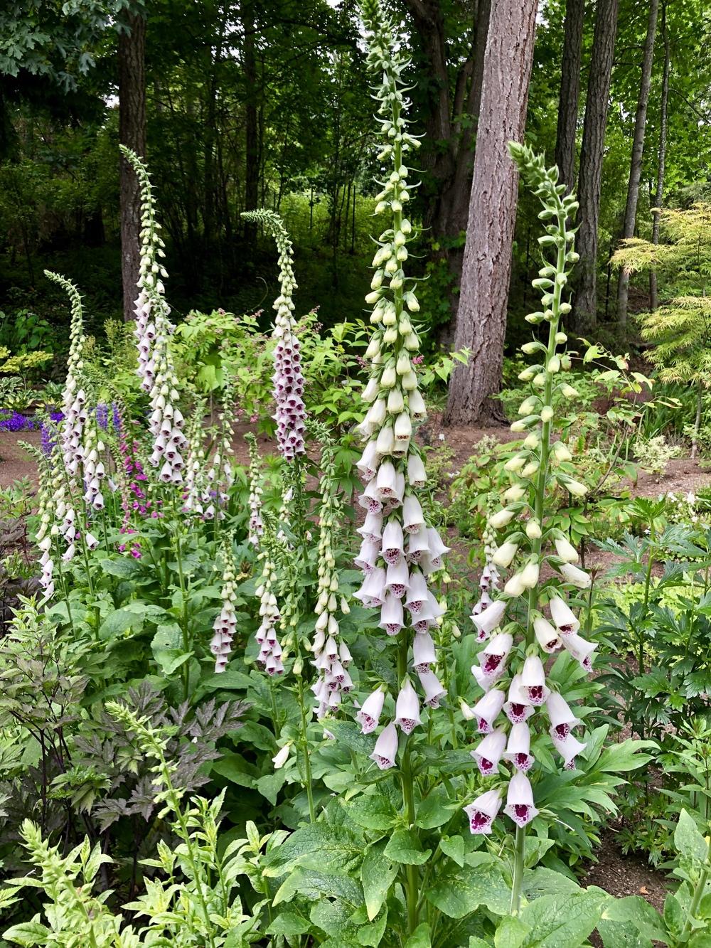 Foxgloves: Plant Care and Collection of Varieties - Garden.org