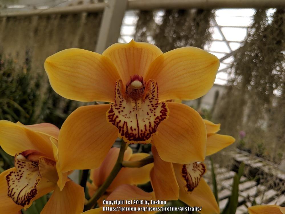Orchid (Cymbidium Big Strike) - Garden.org