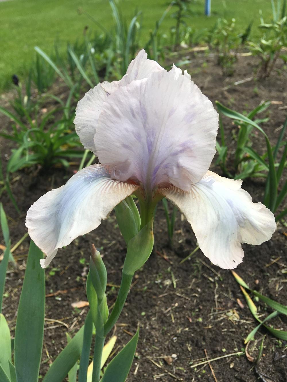 Intermediate Bearded Iris (Iris 'Precious Little Pink') in the Irises ...