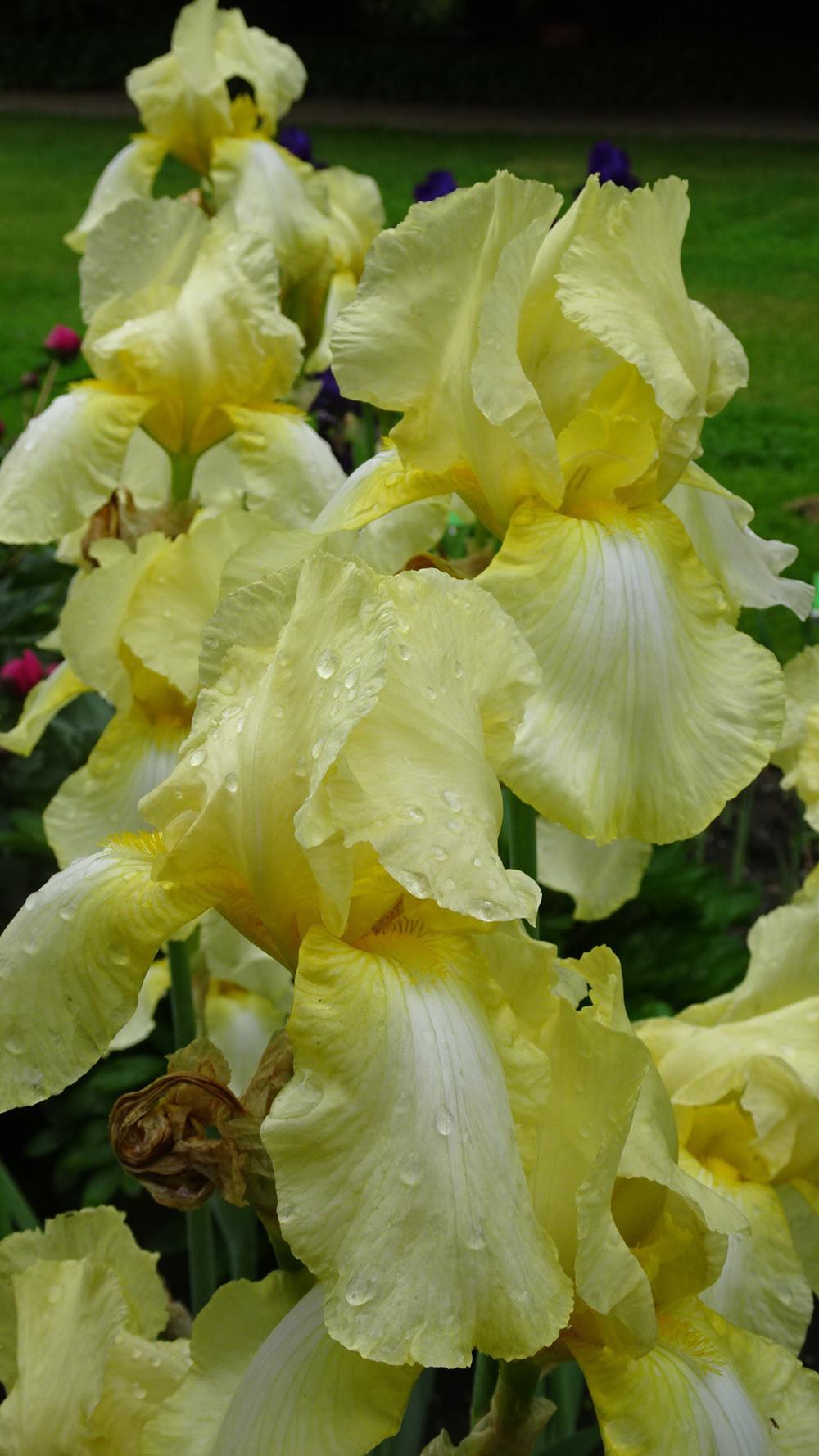 Tall Bearded Iris (Iris 'Ivory Supreme') in the Irises Database ...