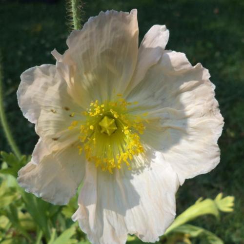 Iceland Poppy (Papaver nudicaule Colibri® Bianco) in the Poppies ...