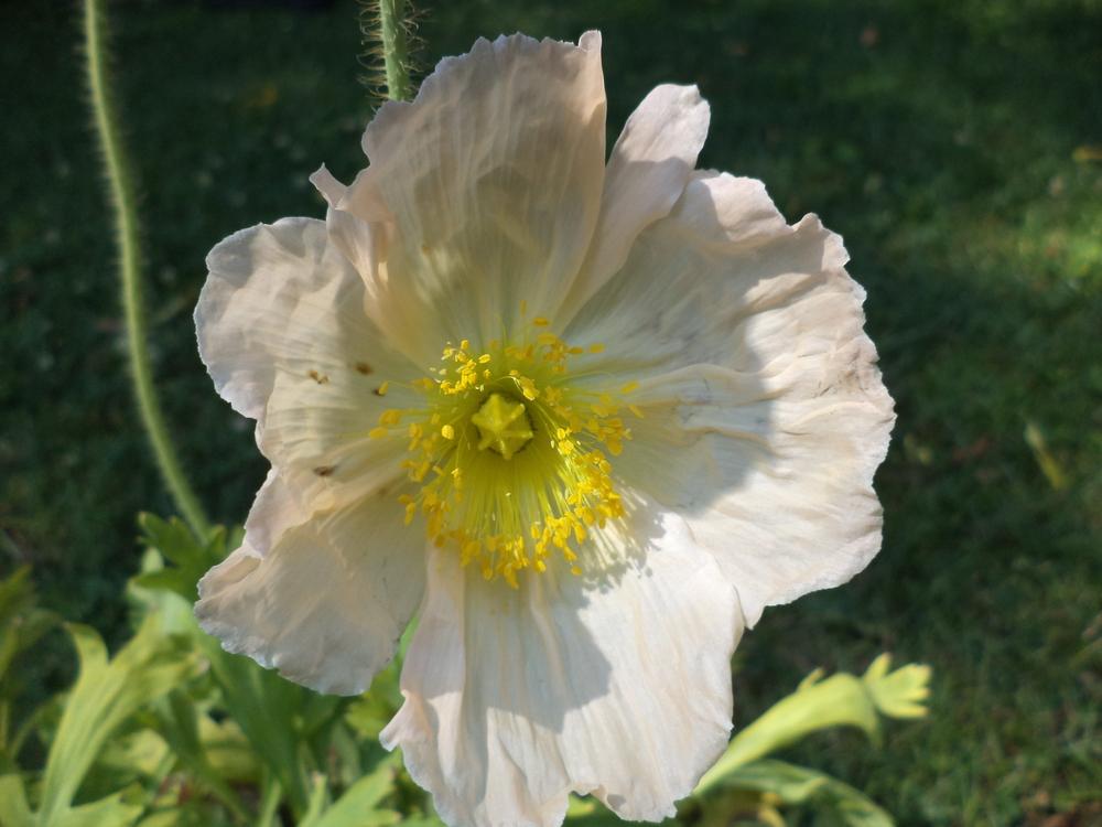 Iceland Poppy (Papaver nudicaule Colibri® Bianco) in the Poppies ...