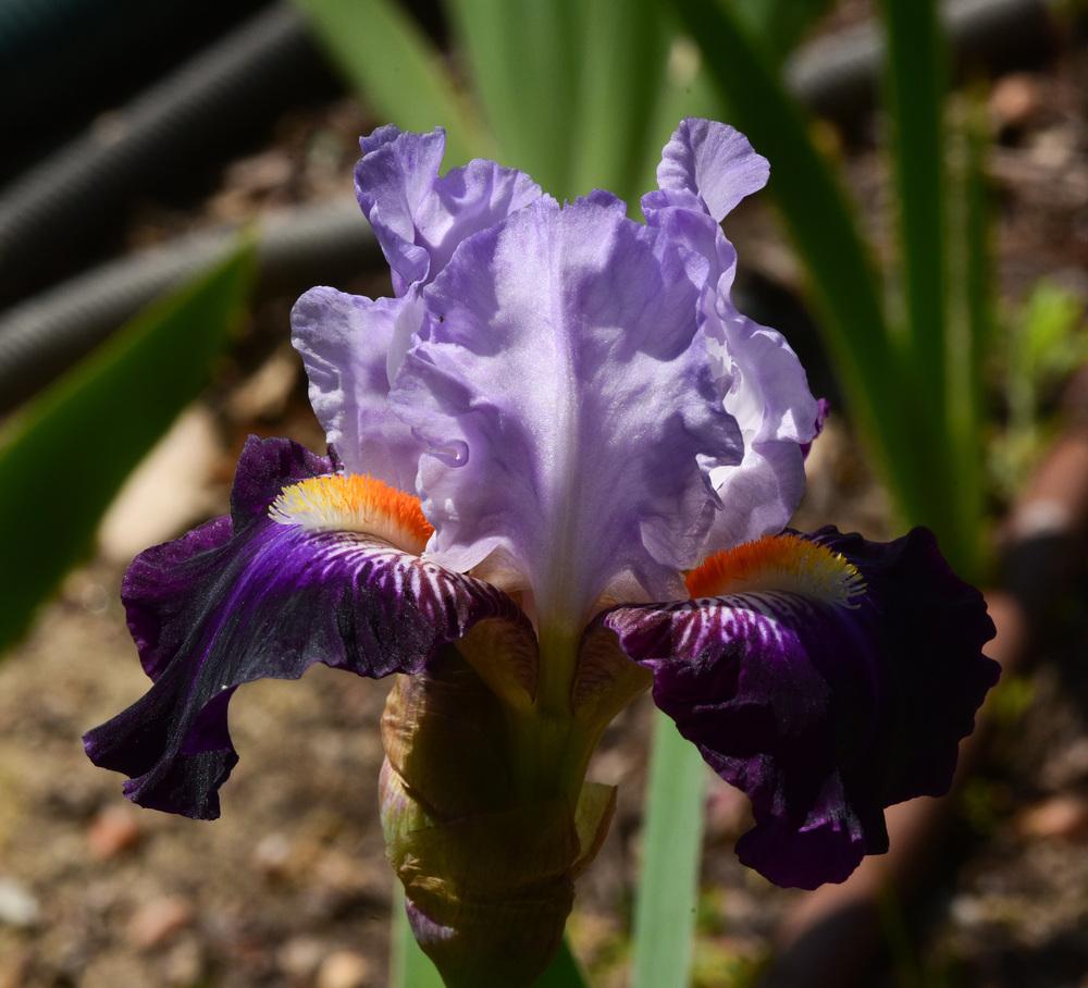Border Bearded Iris (Iris 'Keep Going') in the Irises Database - Garden.org