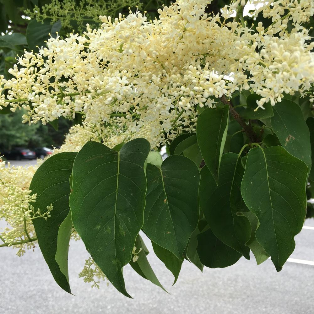 Japanese Tree Lilac (Syringa reticulata subsp. reticulata Ivory Silk ...
