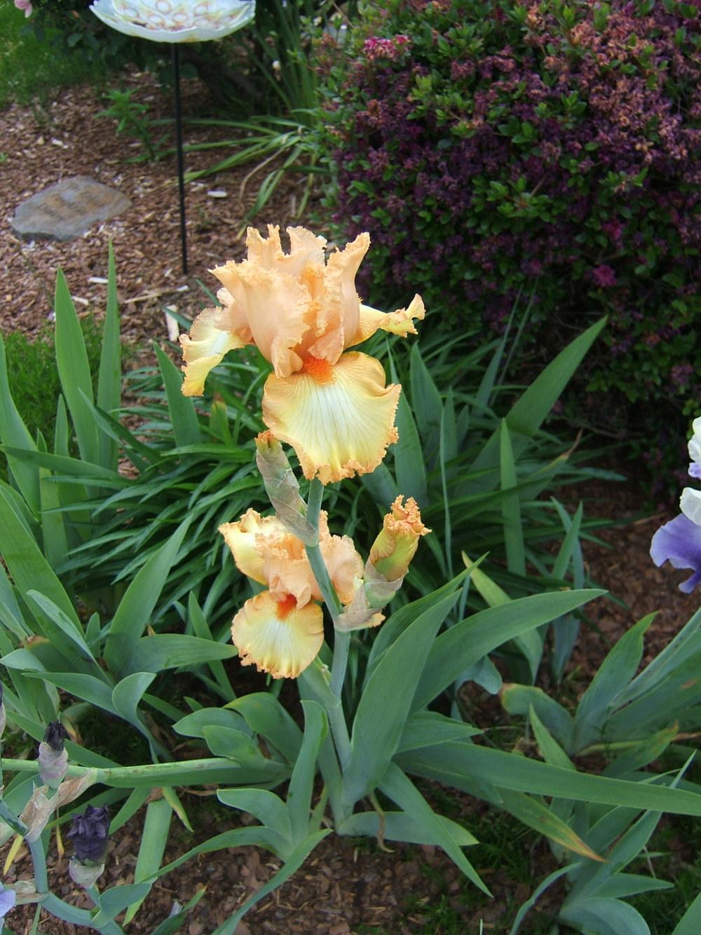 Photo of the entire plant of Tall Bearded Iris (Iris 'Lace Legacy ...