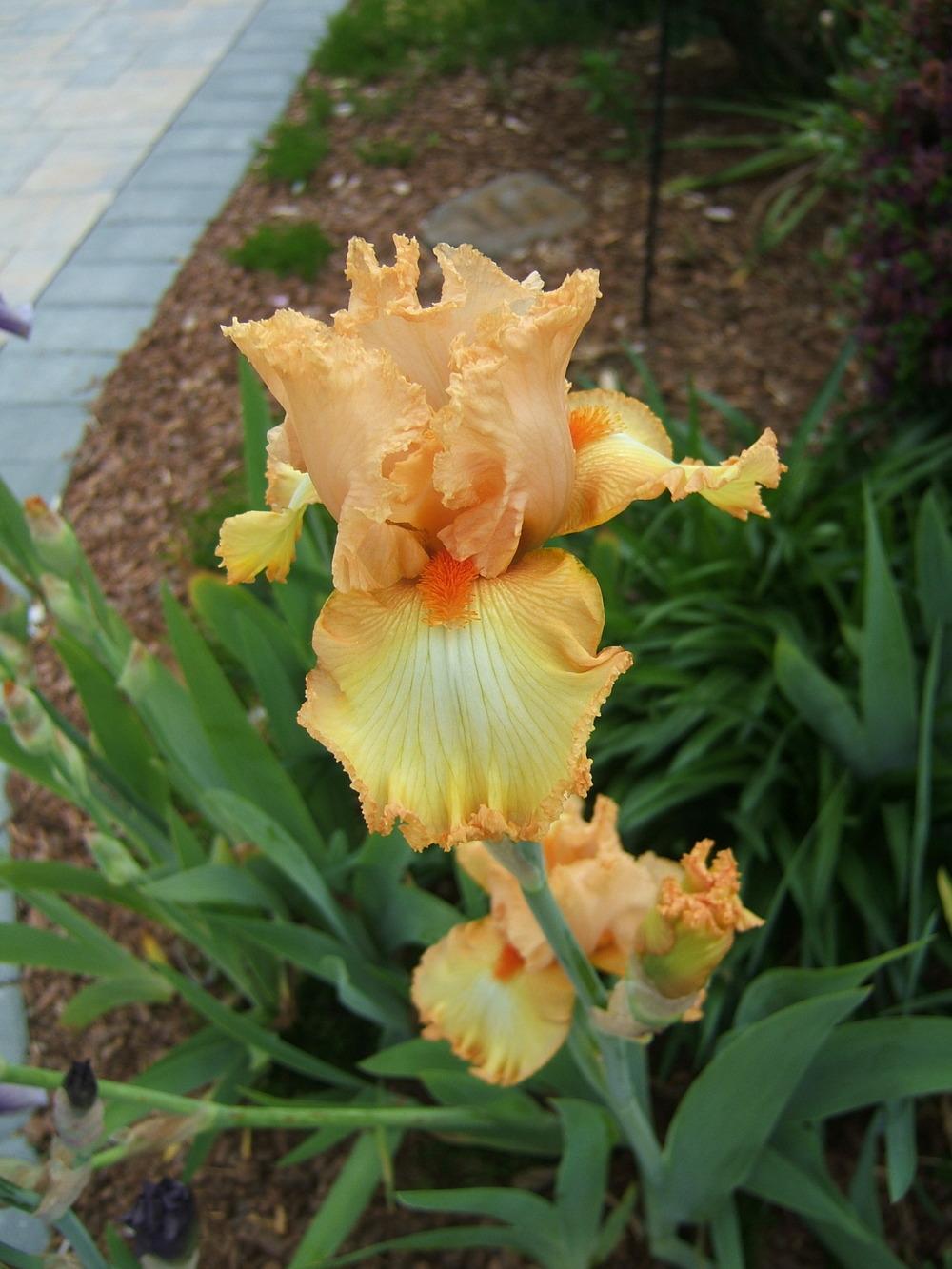 Photo of the bloom of Tall Bearded Iris (Iris 'Lace Legacy') posted by ...
