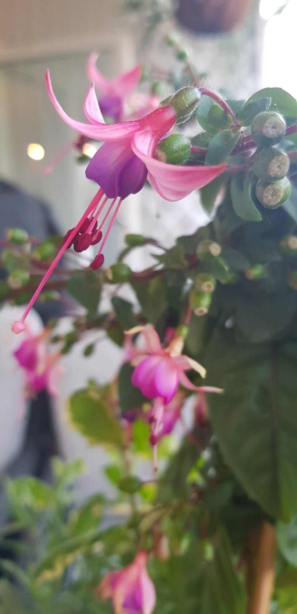 Standard fuchsia with new colours and some huge leaves in the Fuchsias ...