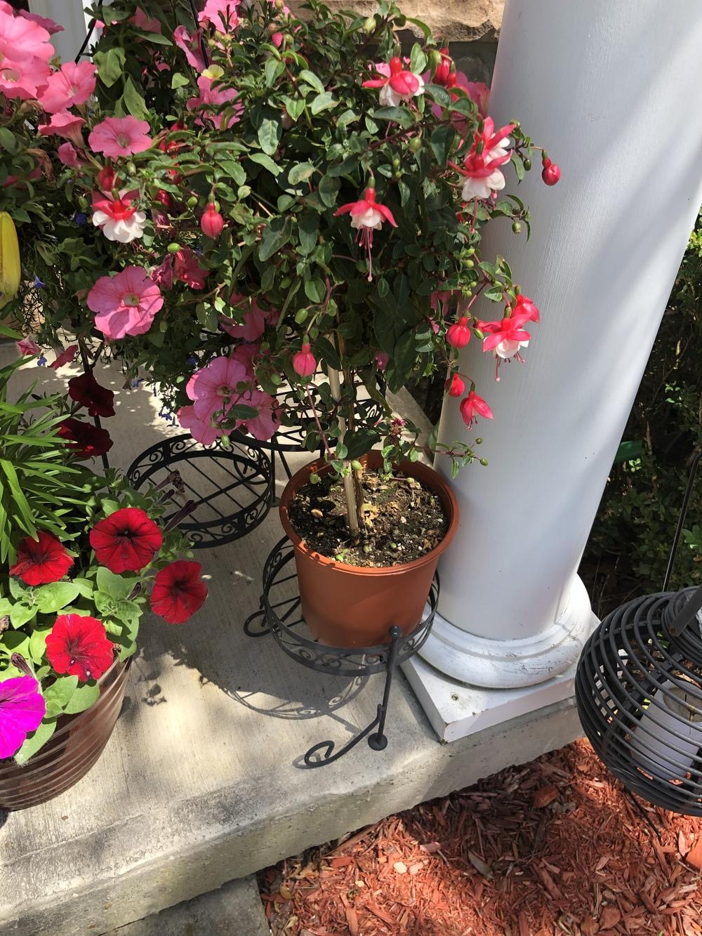 Fuchsia topiary in the Ask a Question forum - Garden.org