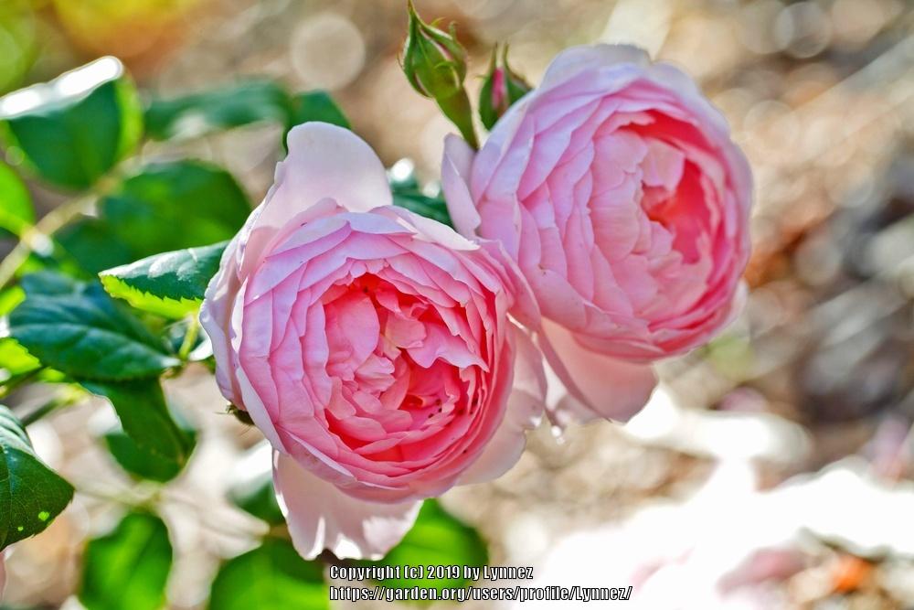 Rose (Rosa 'Scepter'd Isle') in the Roses Database - Garden.org