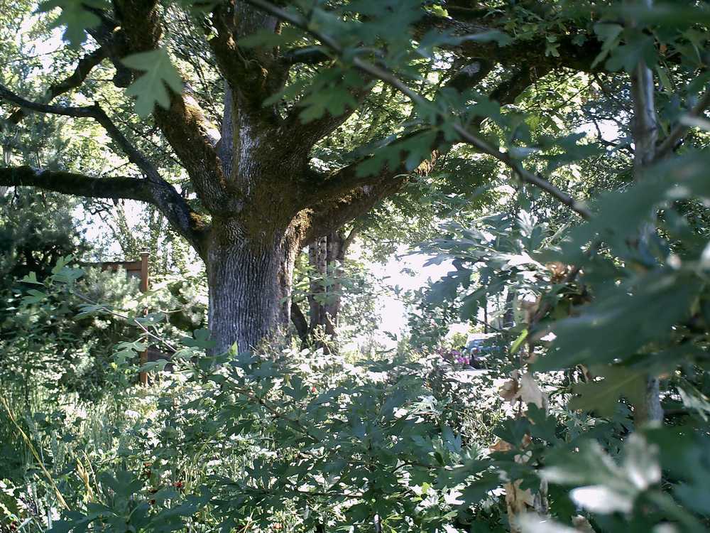 Our Native Oregon Trees in the Trees and Shrubs forum - Garden.org