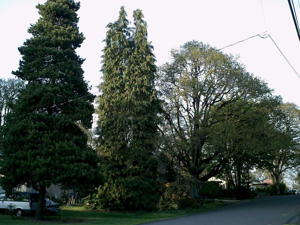 Our Native Oregon Trees in the Trees and Shrubs forum - Garden.org