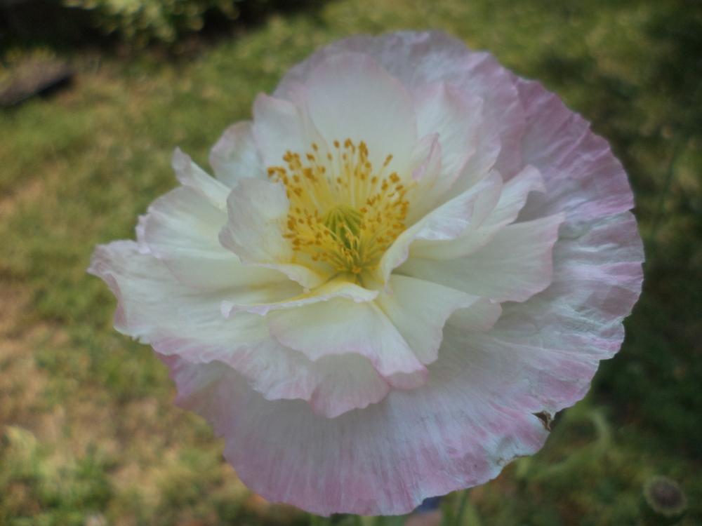 Poppy (Papaver rhoeas 'Supreme') in the Poppies Database - Garden.org