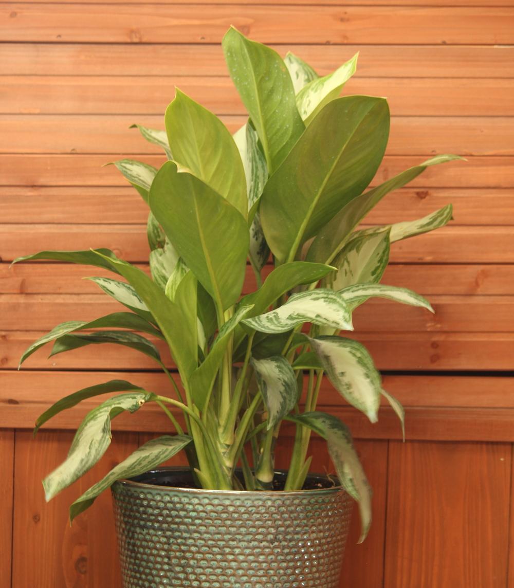 Aglaonemas: Plant Care and Collection of Varieties - Garden.org