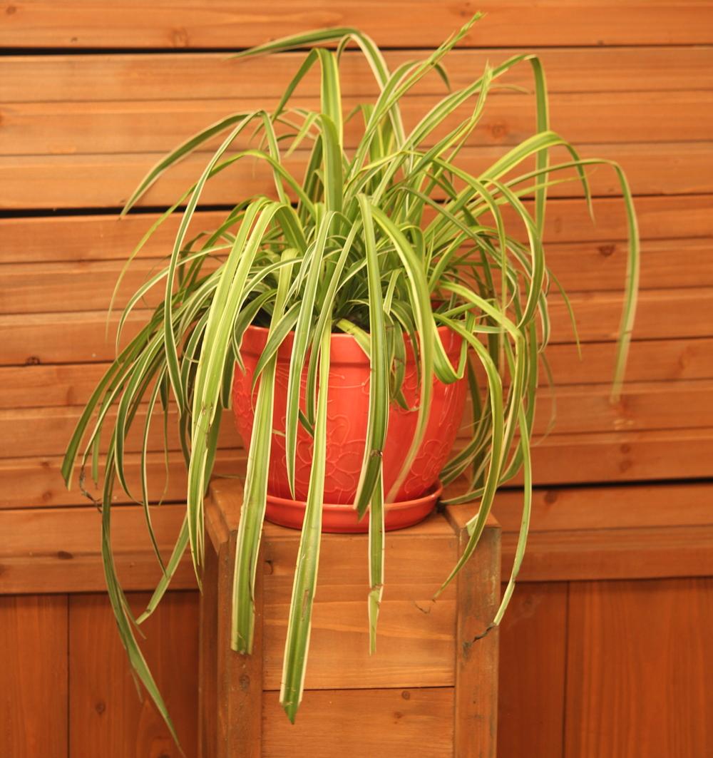 Chlorophytums: Plant Care and Collection of Varieties - Garden.org