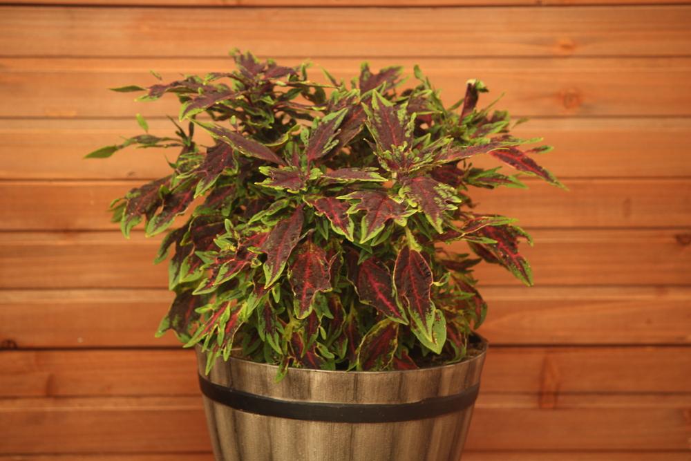 Coleus (Coleus scutellarioides FlameThrower™ Chili Pepper) in the ...