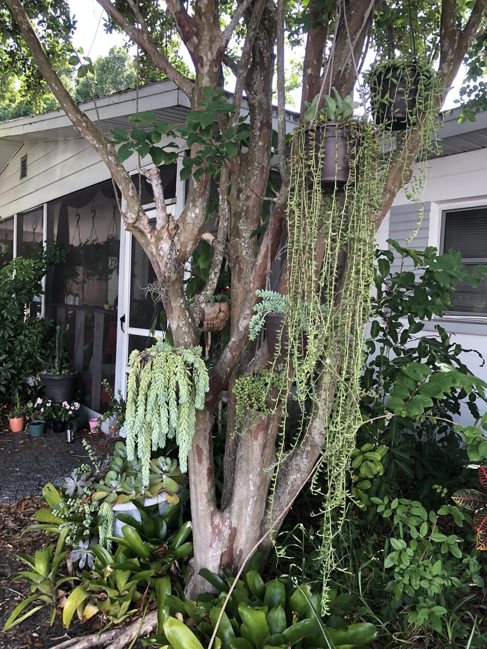 Photo of the entire plant of String of Bananas (Curio radicans) posted ...