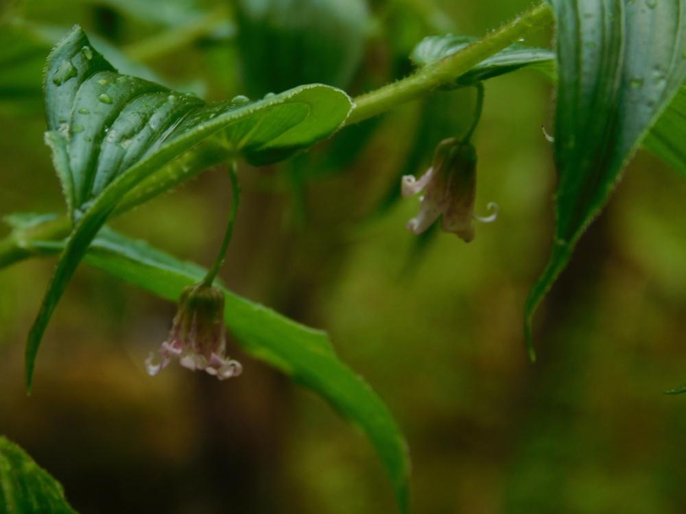 Photo of the bloom of Rosy Twisted-Stalk (Streptopus lanceolatus ...