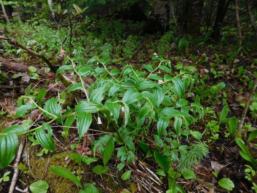 Photo of the entire plant of Rosy Twisted-Stalk (Streptopus lanceolatus ...