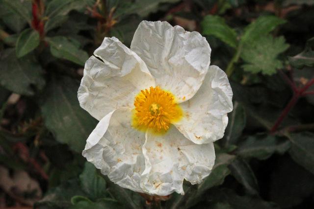 Rockroses: Plant Care and Collection of Varieties - Garden.org