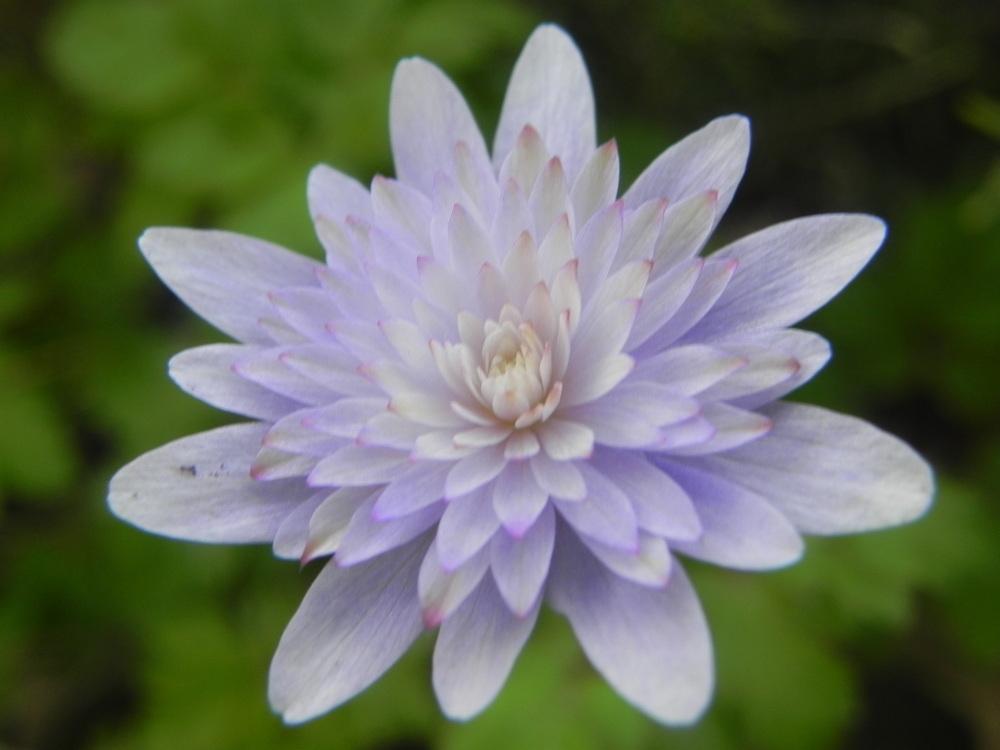 Anemones: Plant Care and Collection of Varieties - Garden.org