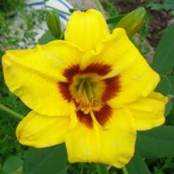 Daylily (Hemerocallis 'Siloam June Bug') in the Daylilies Database ...