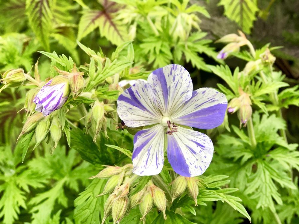 Photo of the bloom of Meadow Cranesbill (Geranium pratense 'Splish ...