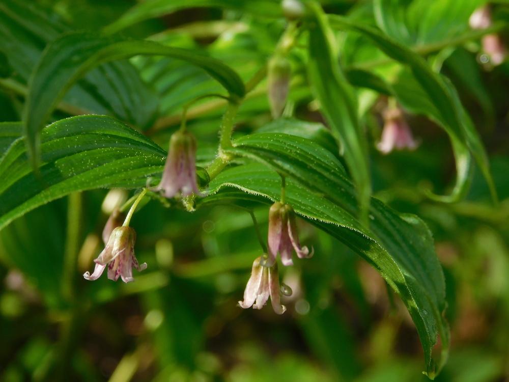 Photo of the bloom of Rosy Twisted-Stalk (Streptopus lanceolatus ...