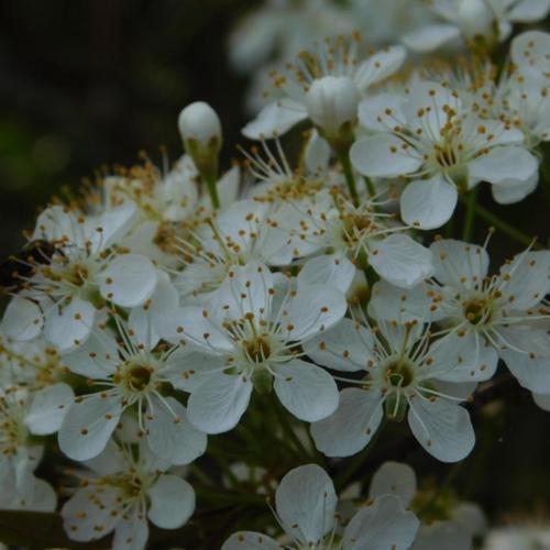 Pin Cherry (Prunus pensylvanica) - Garden.org