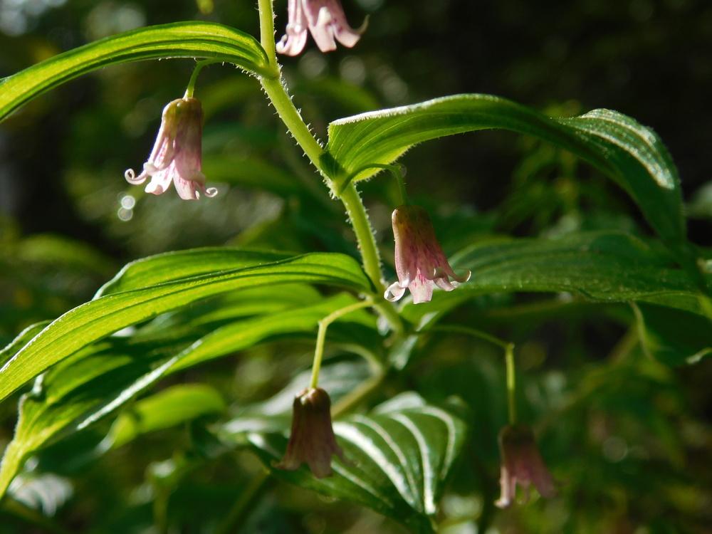 Rosy Twisted-Stalk (Streptopus lanceolatus) - Garden.org