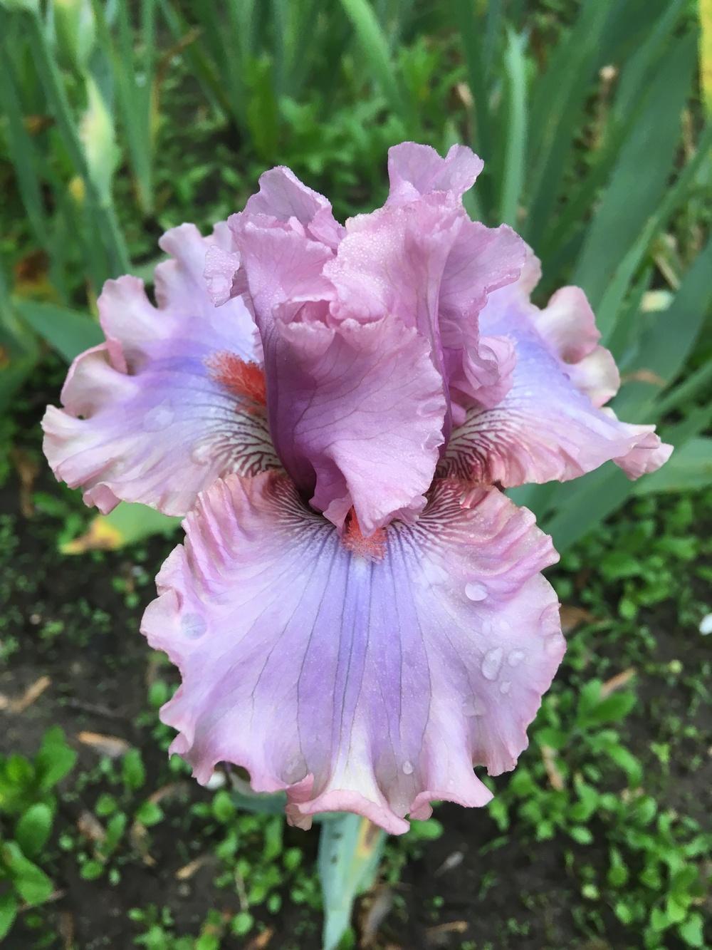 Tall Bearded Iris (Iris 'Silk Run') in the Irises Database - Garden.org